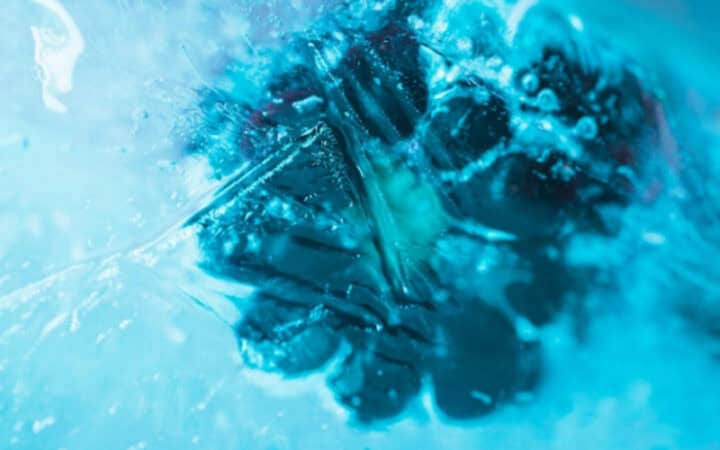 What is Cryogenic Freezing in Food: An Expert Overview